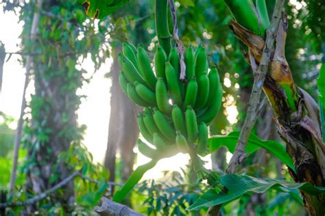 60 Closse Fotos De Stock Imagens E Fotos Royalty Free Istock