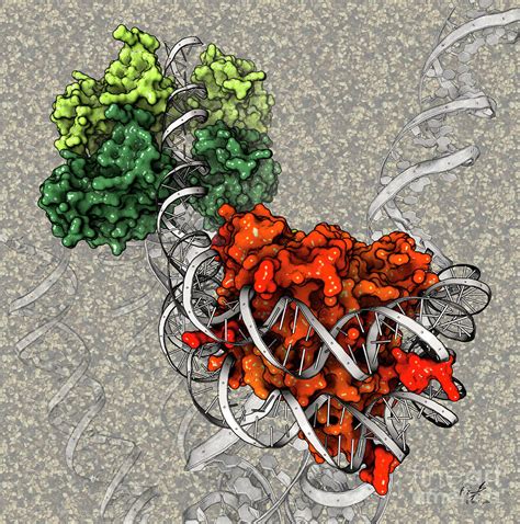 Dna Binding Domain Of Tumour Suppressor P53 By Francisco J Enguita Science Photo Library