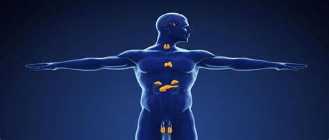Pathologies Of The Hypothalamic Pituitary Adrenal Axis Ilearn
