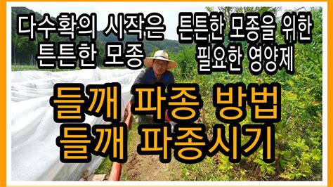 들깨 파종방법 들깨파종시기 튼튼한 모종을위한 영양제추천 Youtube