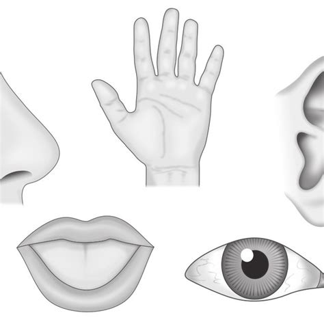 2 Multisensory Learning Download Scientific Diagram