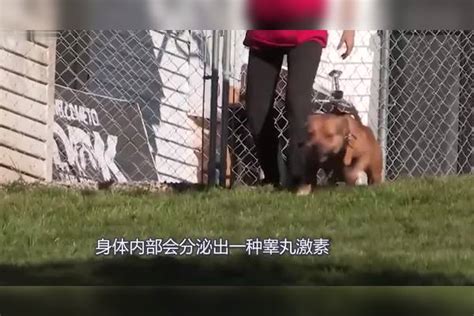 世界上最凶猛的狗藏獒在它面前撑不过三分钟很多国家禁养 藏獒 国家 世界