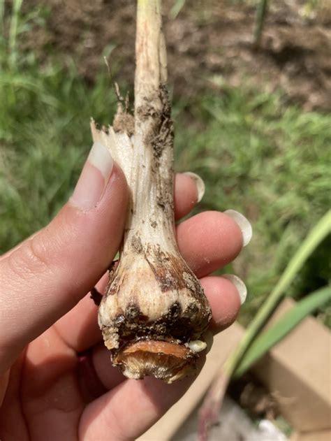 Does This Look Like Cutworm Damage Rgardening