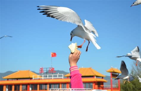 红嘴鸥海鸥昆明滇池冬天图片 动物昆虫 自然风景 图行天下素材网
