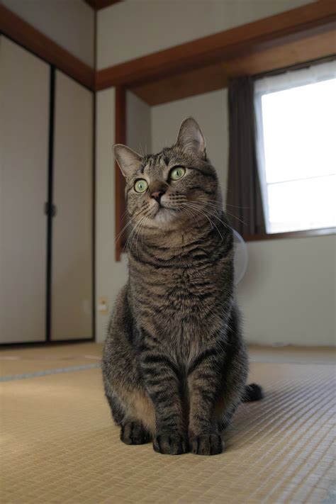 ねこ