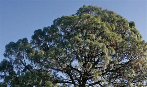 Tree Identification Pinus Pseudostrobus Var Apulcensis False White Pine