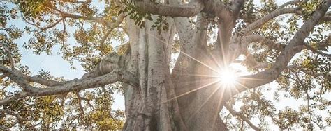 交易所挽回信任的 Merkle Tree 储备证明是什么？有什么用？有哪些漏洞？ 编辑 吴说区块链前言：ftx 暴雷，使得所有交易所开始