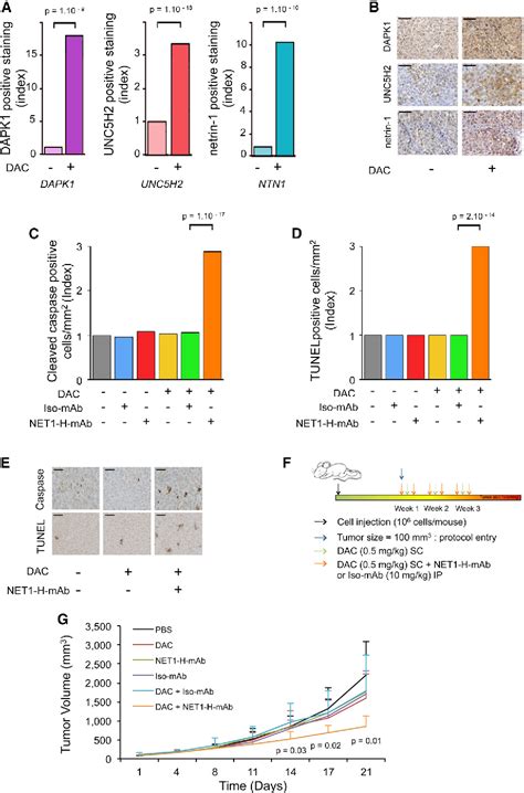 Structural Decoding Of The Netrin 1 Unc5 Interaction And Its