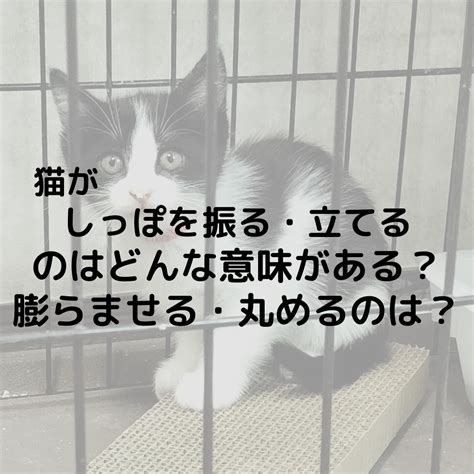 猫がしっぽを振るのはどんな意味？立てるのは？膨らむのは？猫のしっぽについて紹介！ Café Rubian