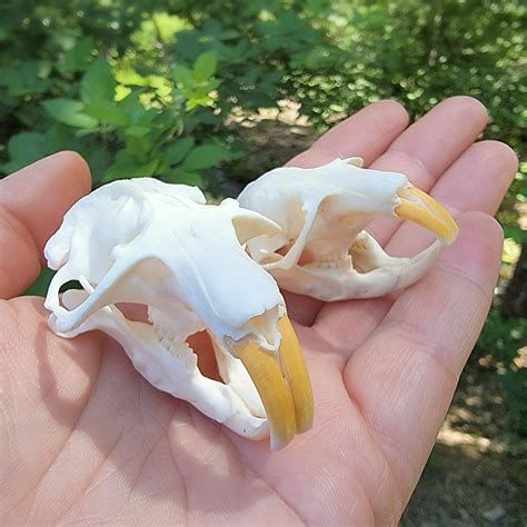 Taxidermy And Bones Archives Oddities For Sale