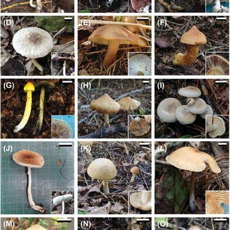 Fruiting Bodies Of The Unrecorded Agaricales Species From The Republic