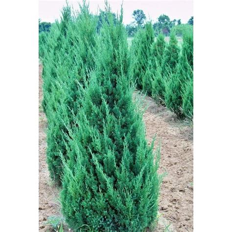Dwarf Blue Point Juniper Buy Juniperus Communis Compressapencil