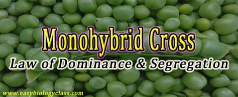 Law Of Dominance And Law Of Segregation EasyBiologyClass