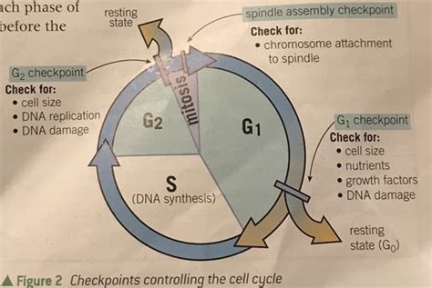 The Cell Cycle Flashcards Quizlet