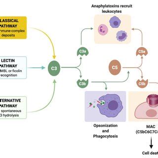 Complement Activation Cascade Three Major Different Complement Download Scientific Diagram