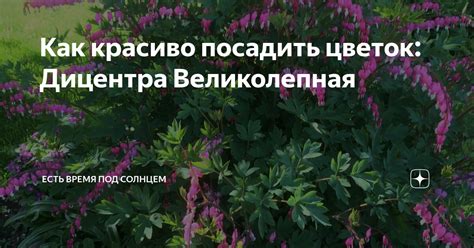 Как красиво посадить цветок Дицентра Великолепная Есть время под солнцем Дзен