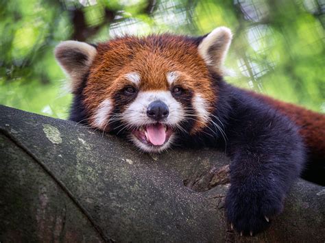 Armagadd On Redux Certificate Expiration Caused Firefox To Disable All