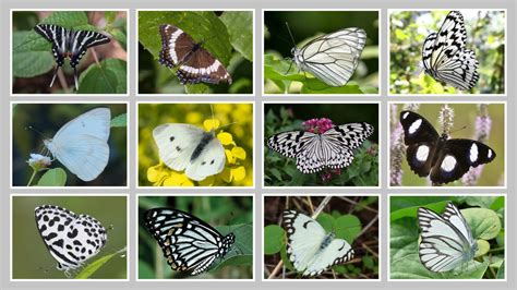 17 Striking Red Butterflies Identification With Images