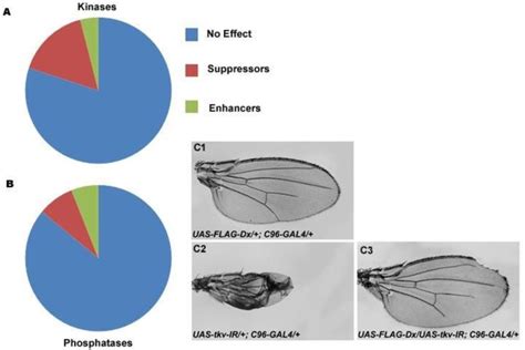 Fig S1 Rnai Based Genetic Screen For Modifiers Of Dx Induced Download Scientific Diagram