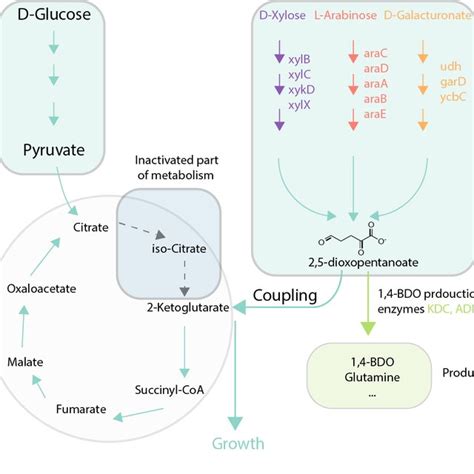 Adaptive Laboratory Evolution Ale Workflow Experiment Starts By