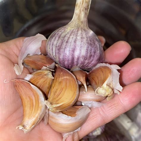 Master Jack · Tassie Seeds