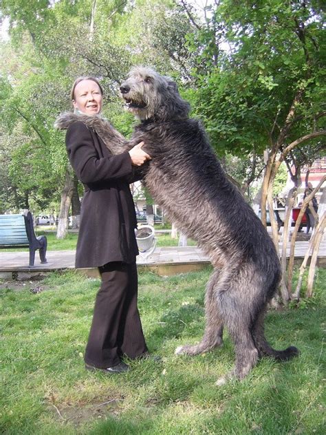 Irish Wolfhound Nyc