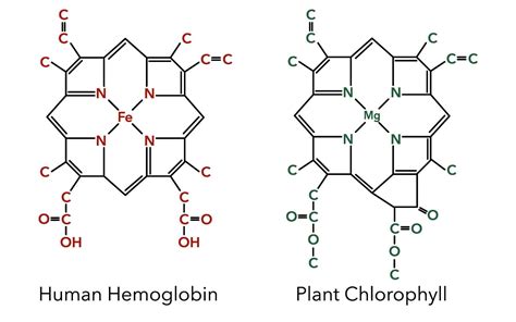 Chemical Structure Of Hemoglobin Complex And Chlorophyll Complex 4 56981114 Vector Art At Vecteezy