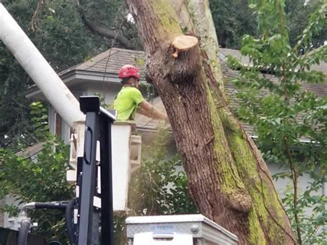 Helping Hands Free Tree Trimming For Seniors In Your Area