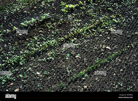 Netting To Protect Grass Seed From Birds At Eden Mandalis Blog