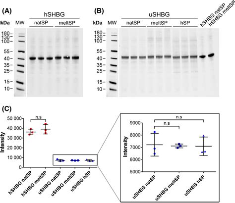 Substitution Of The Shbg Signal Peptide Western Blot Of Triplicate