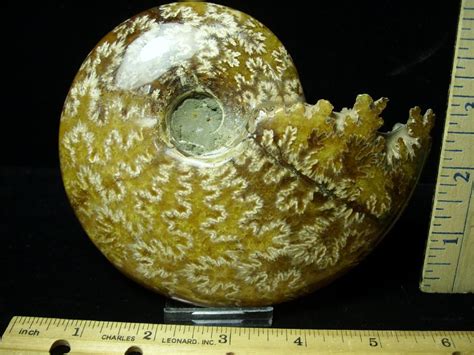 Ammonite With Suture Patterns 052520h The Stones And Bones Collection