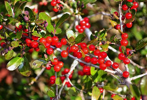 How To Make Yaupon Tea For A Delicious Alternative To Coffee Insteading