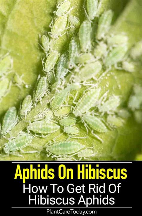 Aphids On Hibiscus How To Get Rid Of Hibiscus Aphids Artofit