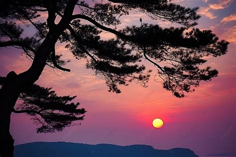 소나무와 구름 위로 일출 하늘 고창군 고해상 나무 배경 일러스트 및 사진 무료 다운로드 Pngtree