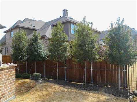 Tree Form Eagleston Hollies Planted Along A Fence Privacy Screen