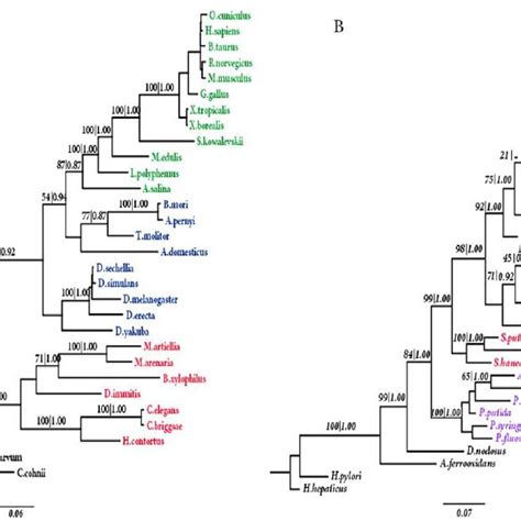 Secondary Structure Of Human 5s Rrna In All Organisms The Structure