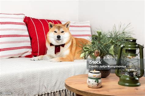 나비 넥타이를 매고 있는 빨간 머리 시바 이누 개는 아늑한 빨간색과 흰색 장식 베개가 있는 소파에 흰색 격자 무늬에 누워 있습니다 크리스마스 장식품으로 장식 된 소나무 가지