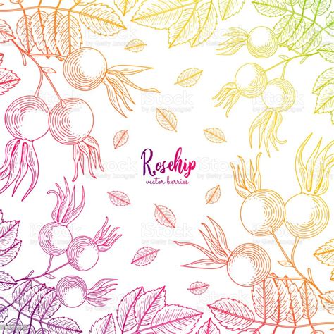 와일드 로즈 엉덩이와 다채로운 벡터 프레임입니다 딸기와 건강 식품 디자인 서식 파일입니다 라벨 포장 디자인 메뉴 카페 레스토랑 조리법 장식 부엌 항목에 대 한 채식 음식 0