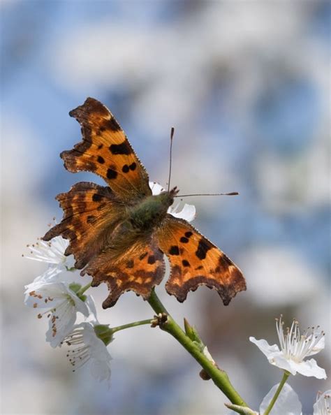 17 Best Images About So Beautiful Moths On Pinterest Scarlet Hawk