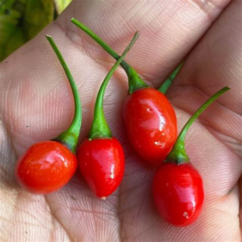 How To Grow Chiltepin Peppers In California Care Guide