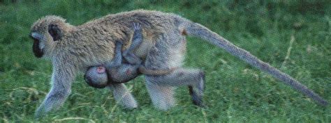 Kinselectionhtml 120 Kinselection