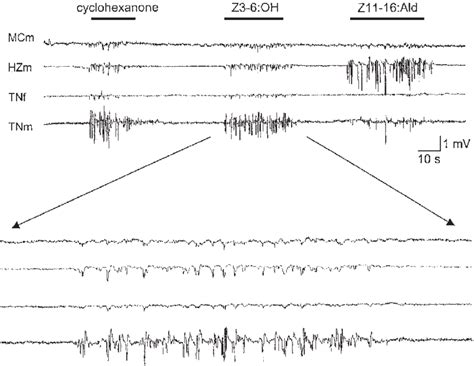 Simultaneously Recorded Eag Responses Elicited By Four Different