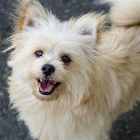 Pomapoo Poodle Pomeranian Hybrid Care And Traits Fitwarm