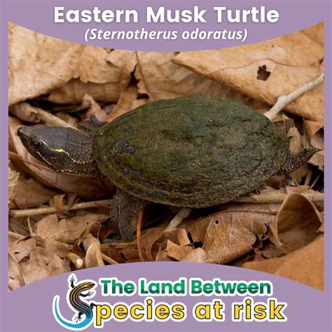 Eastern Musk Turtle