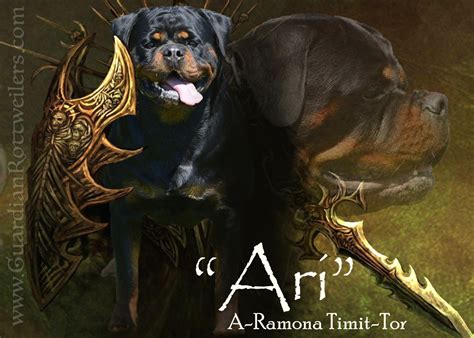 A Ramona Timit Tor Guardian Rottweilers