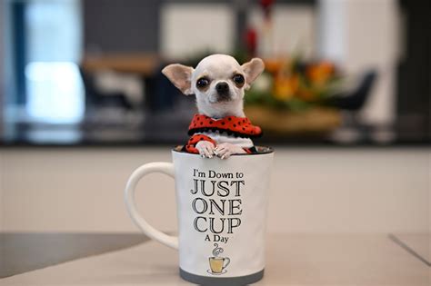 Pictures Pearl A Chihuaha Has Been Declared The Worlds Smallest