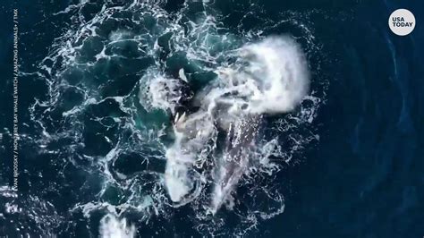 Killer Whale Attack 2025 Why The Orcas In The Strait Of Gibraltar