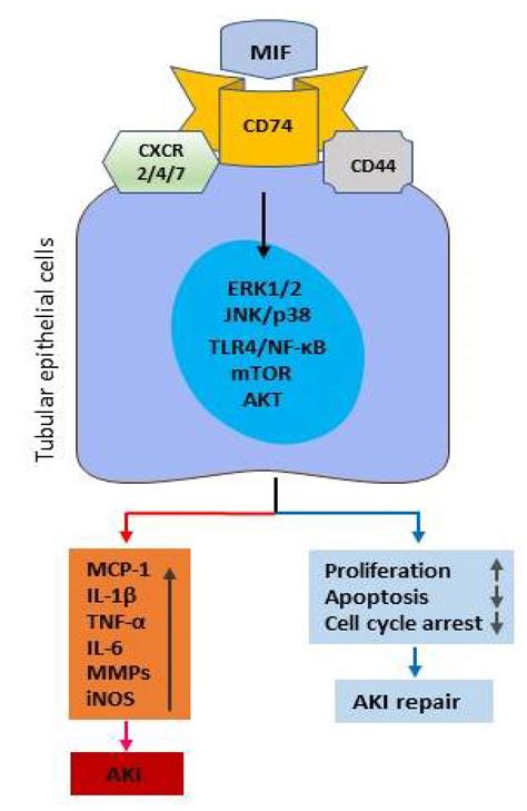 Macrophage Migration Inhibitory Factor Mif As A Stress Molecule In