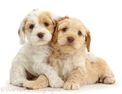 Dogs Pictures Two Cockerpoo Puppies Wp41542