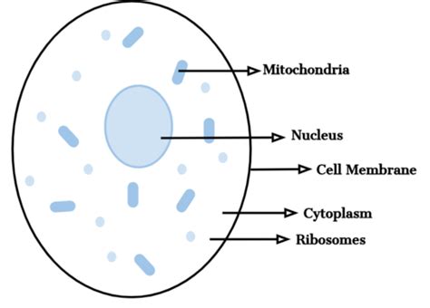 Cell Structure Flashcards Quizlet